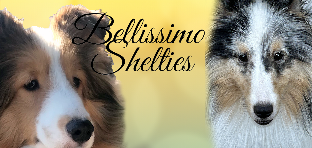 Sheltie Coat Colors – A Fun & Friendly Guide for New Puppy Parents ...