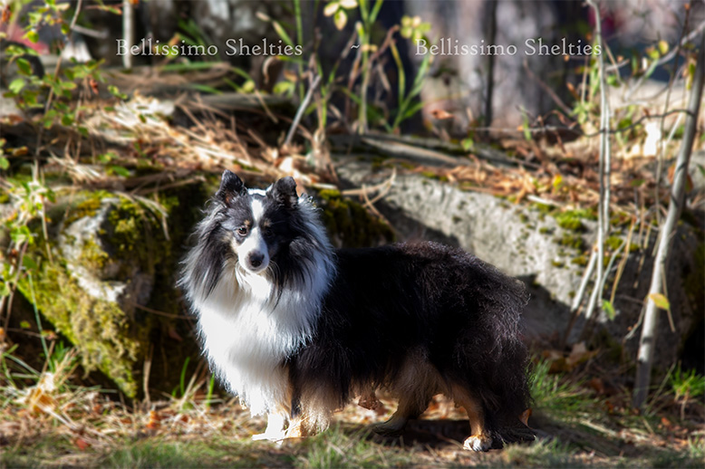 Cia - Bellissimo Shelties