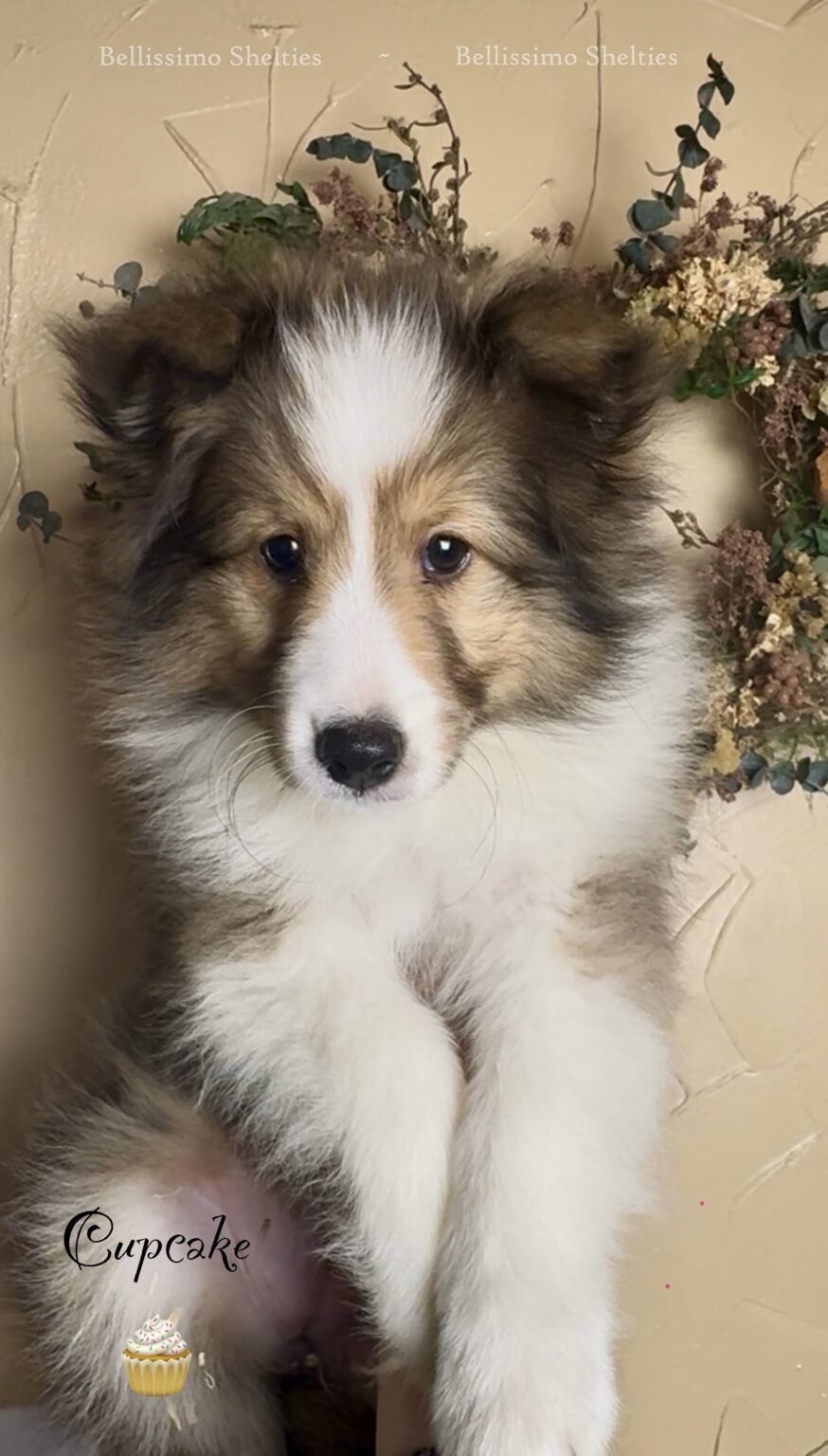 How to Choose a Responsible Sheltie Breeder | Bellissimo Shelties